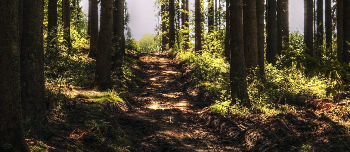 Mahua Bagh - Mahua Resorts